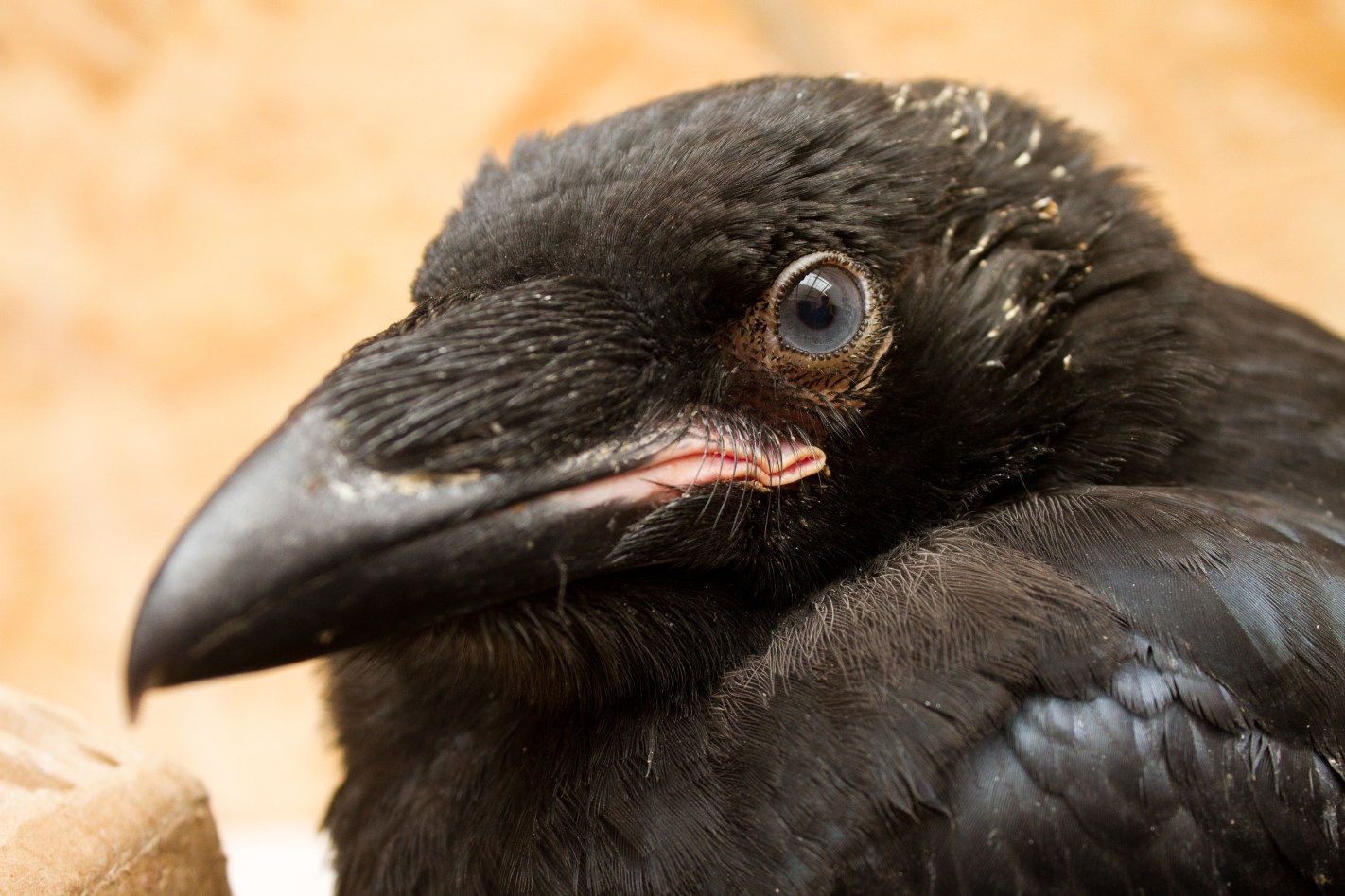 FÄKT : Wissenschaft für Kinder und Jugendliche 15. Juni 2025